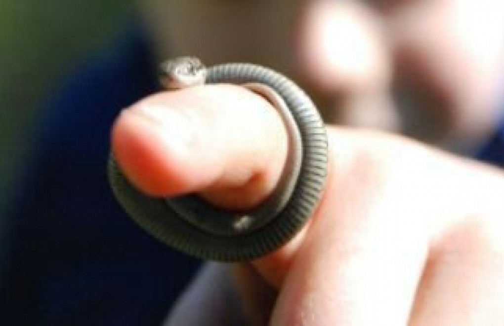 Unearth The Secret Life of Worms (Part Two) – imaginED