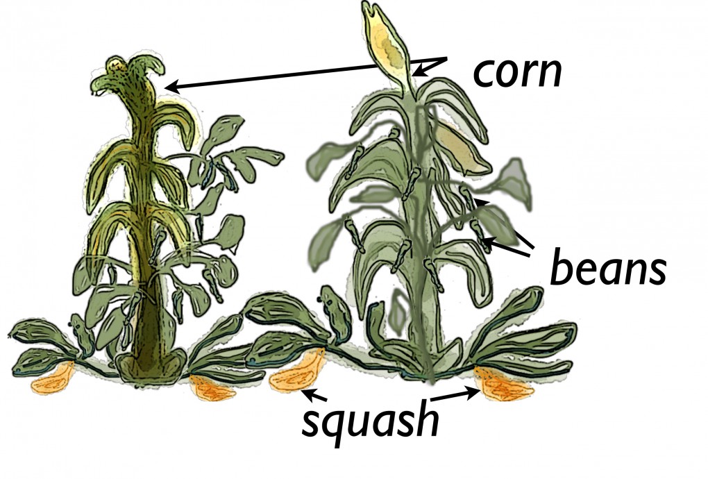 Participatory Story-Telling: An Example For Social Studies – imaginED