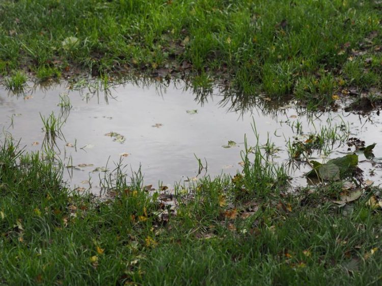 Puddles And Biodiversity – imaginED