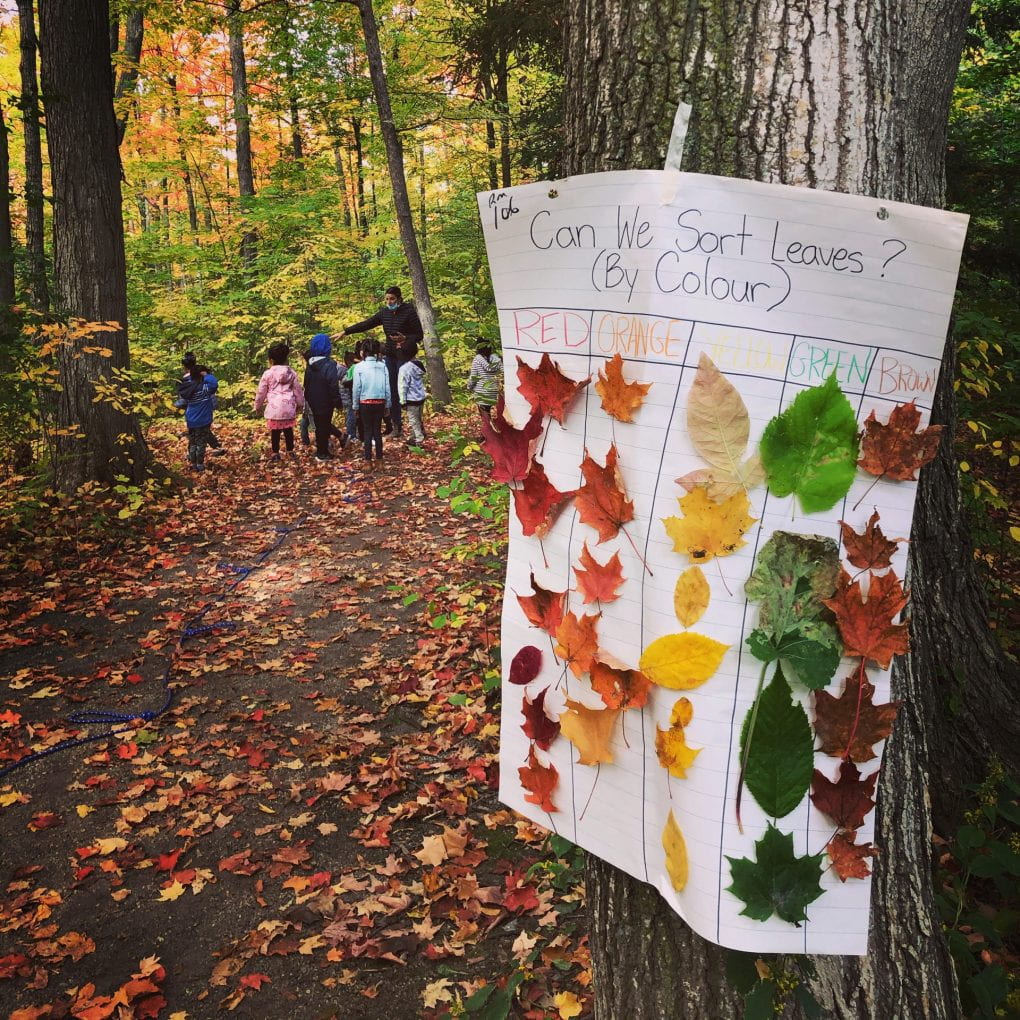 Hear From Teachers: Walking Curriculum Stories – imaginED