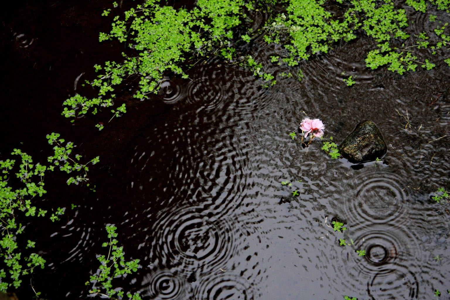 Imagine Inclusion – imaginED